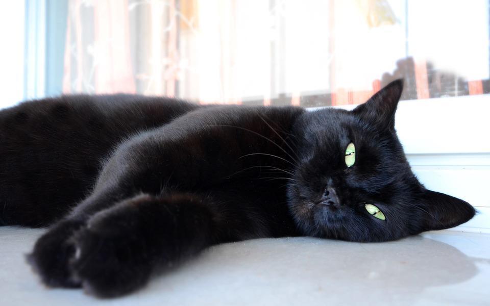 Symptoms of Nutritional Deficiencies in Cats