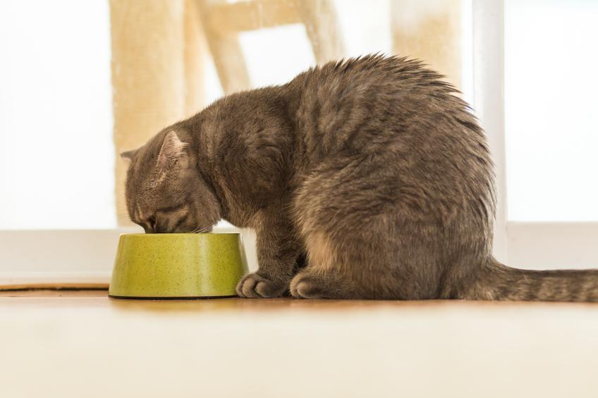 Symptoms of Nutritional Deficiencies in Cats