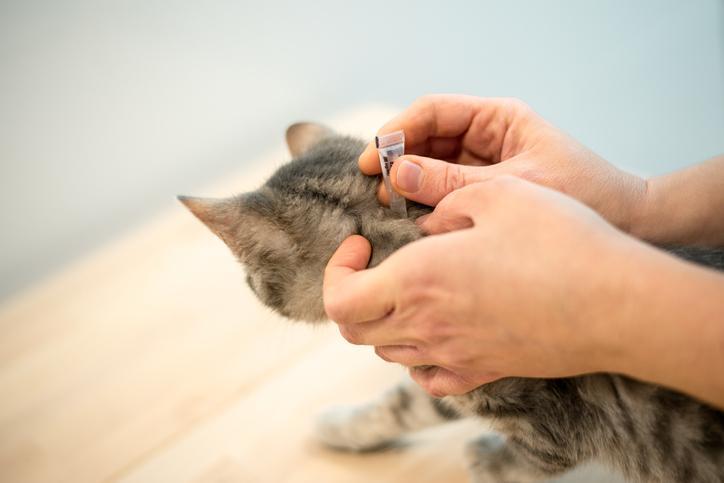 Fipronil for Cats - Dosage, Uses and Side Effects