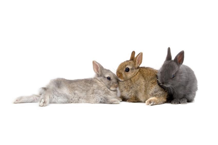 Vaccinations for Rabbits - All its Essential Jabs