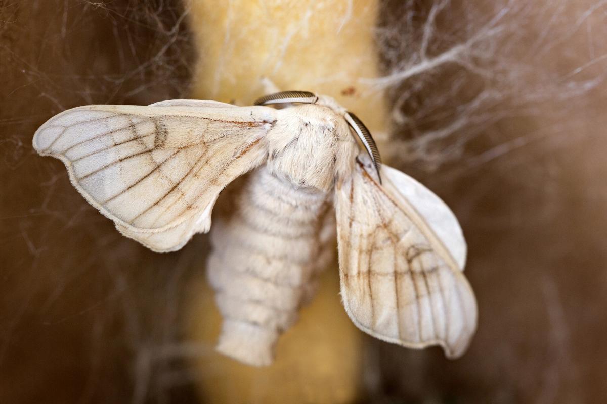 Silkworm Moth Diet - What Do Silkworm Moths Eat?