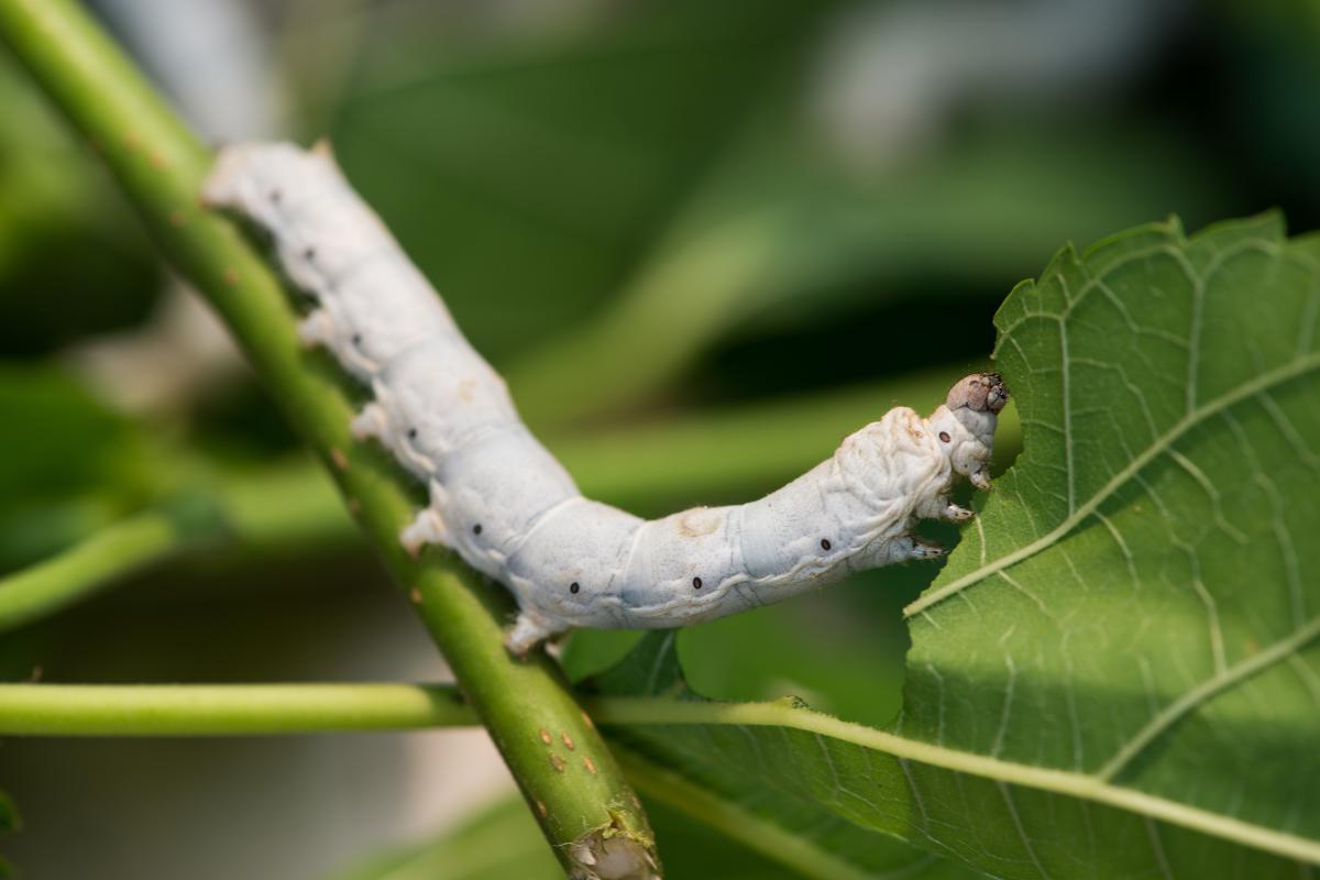 Silkworm Moth Diet - What Do Silkworm Moths Eat?