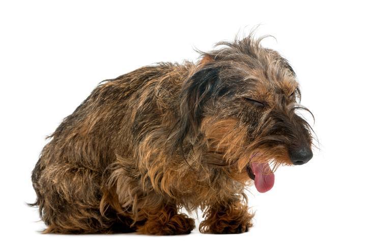 Why Does My Dog Vomit After Eating? - 10+ Reasons and Treatment Options