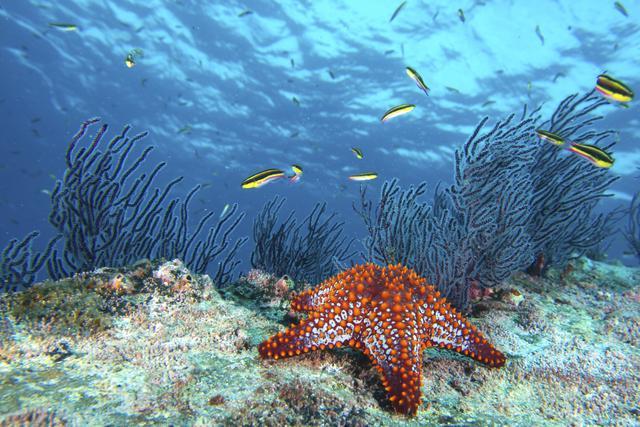 Starfish Life Cycle - Reproduction and Life Stages of Sea Stars