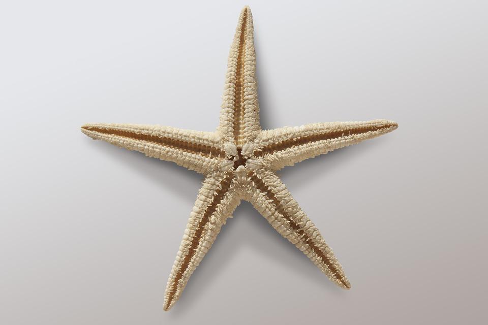 Starfish Life Cycle - Reproduction and Life Stages of Sea Stars