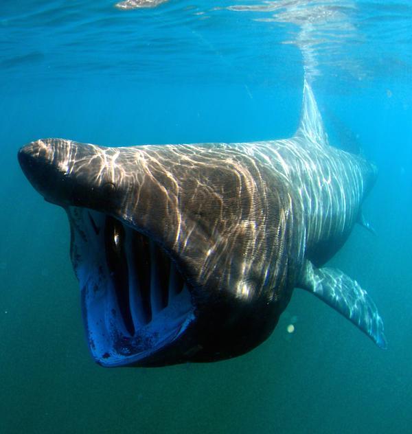 The 5 Biggest Marine Animals in the World