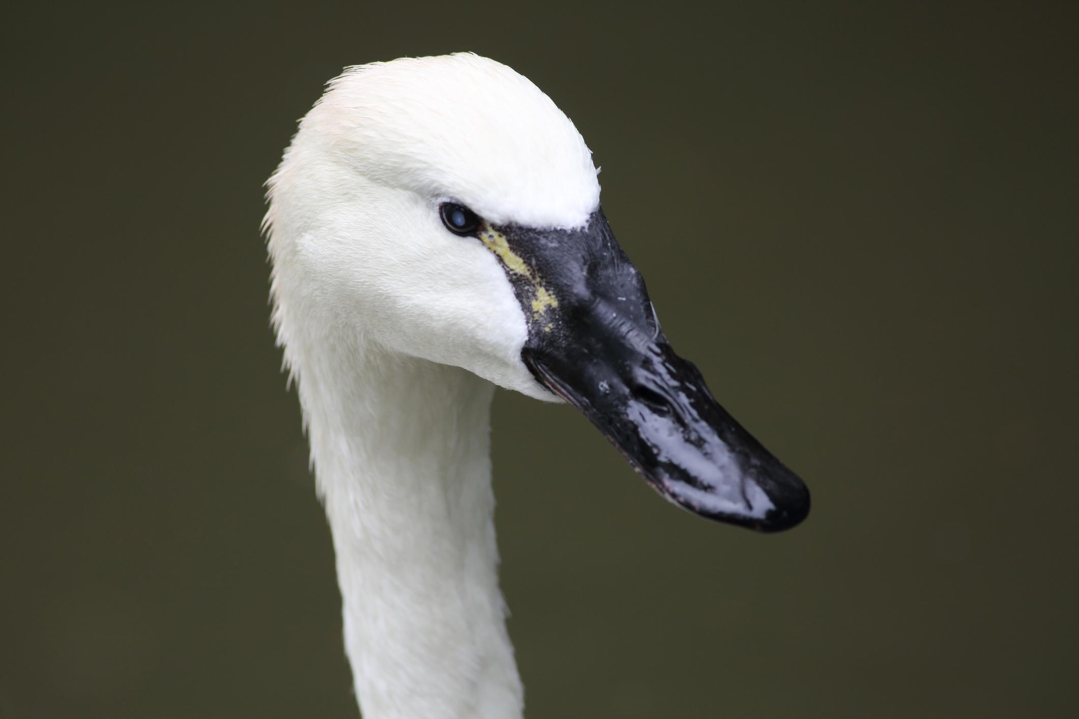 Herbivorous Birds - List of Herbivore Birds Examples with Photos