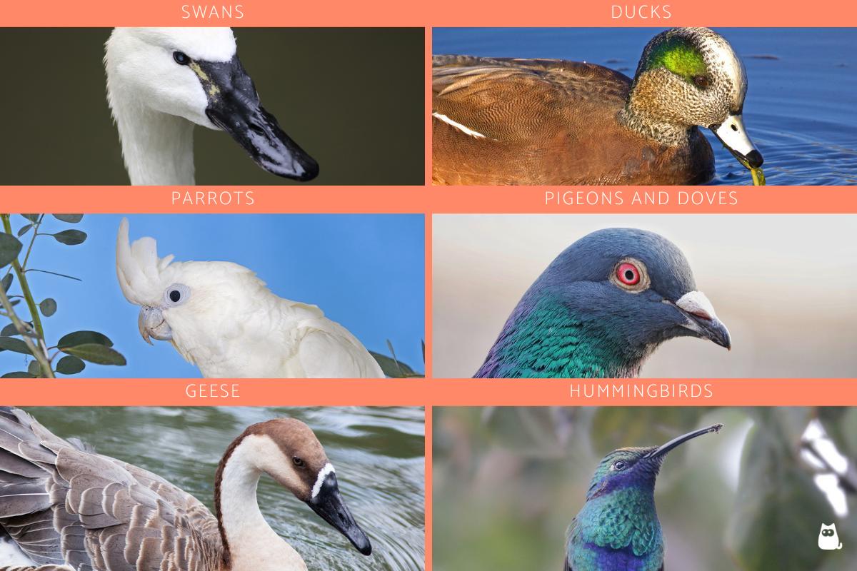 Herbivorous Birds - List of Herbivore Birds Examples with Photos