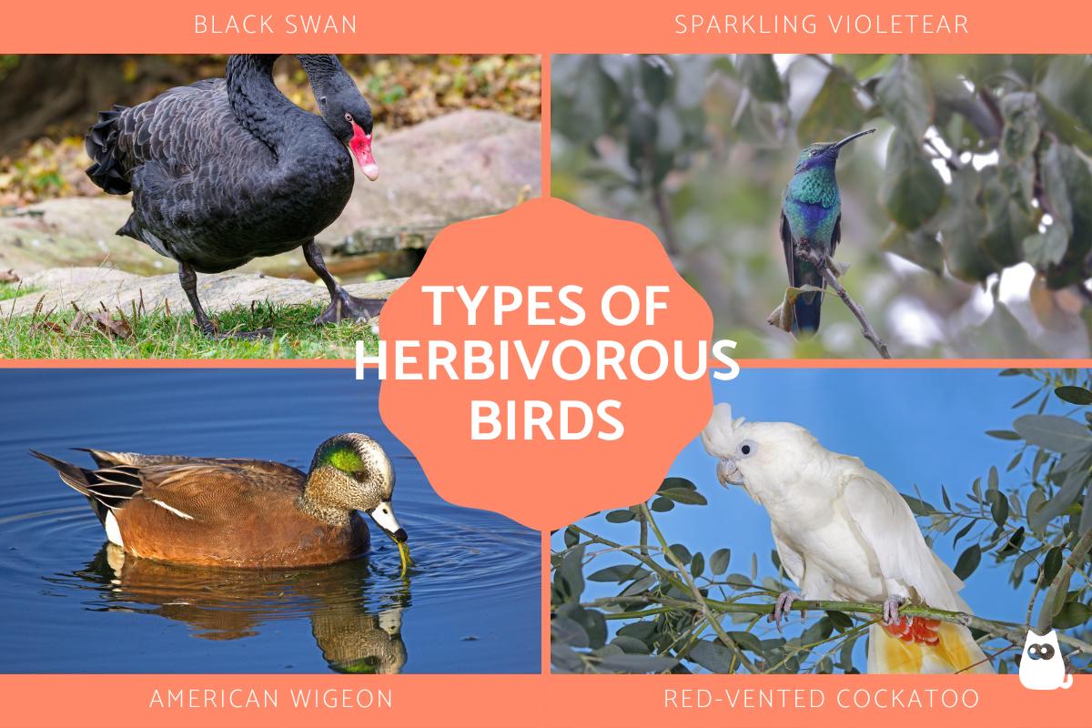 Herbivorous Birds - List of Herbivore Birds Examples with Photos