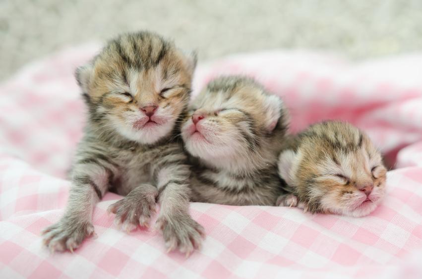 How to Feed a Newborn Kitten - Step by Step Guide