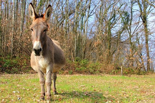 How to Know if a Donkey is Pregnant