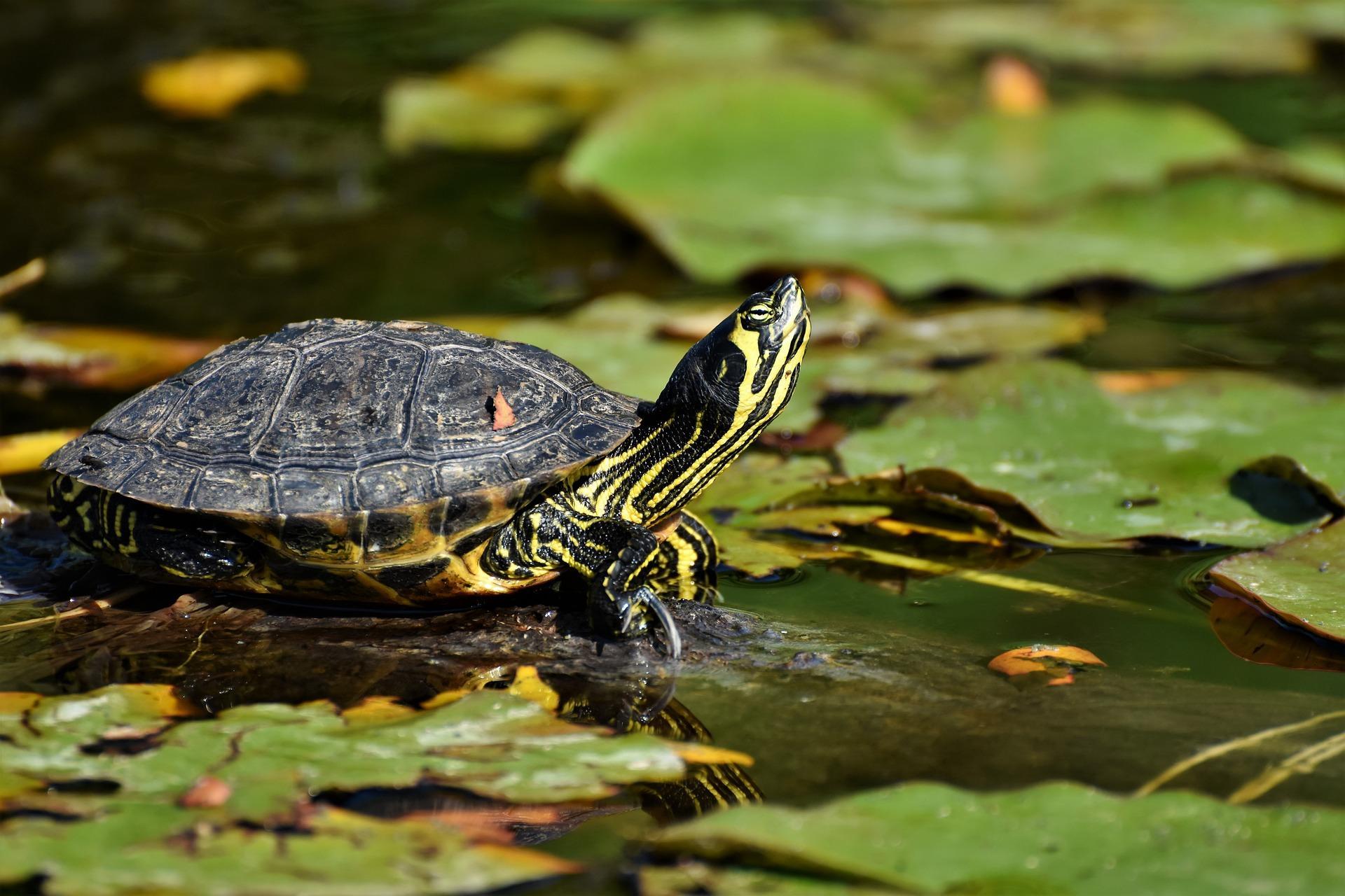 Are Turtles Reptiles or Amphibians? - Turtle Animal Classification
