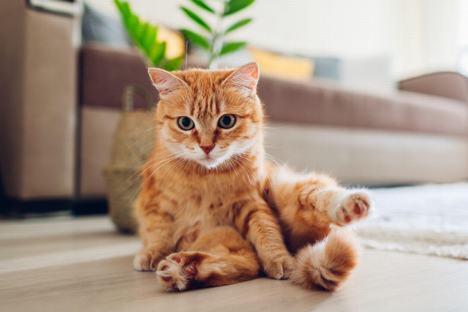 10+ Orange Cat Breeds - Long Haired & Short Haired - With Photos