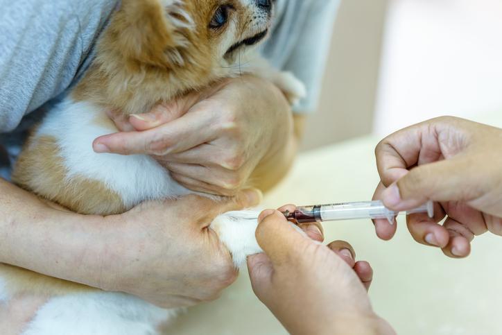 How To Understand A Dog’s Blood Test