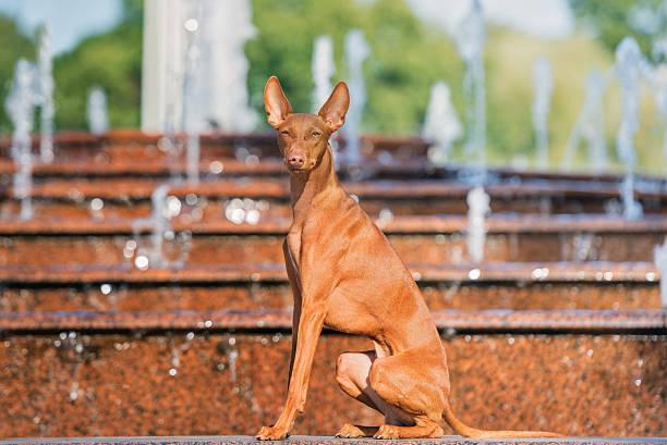 8 Types of Podencos or Warren Hounds - Names, Characteristics, and Photos