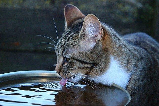 Is My Cat Too Hot? - Cat Overheating Signs & Prevention