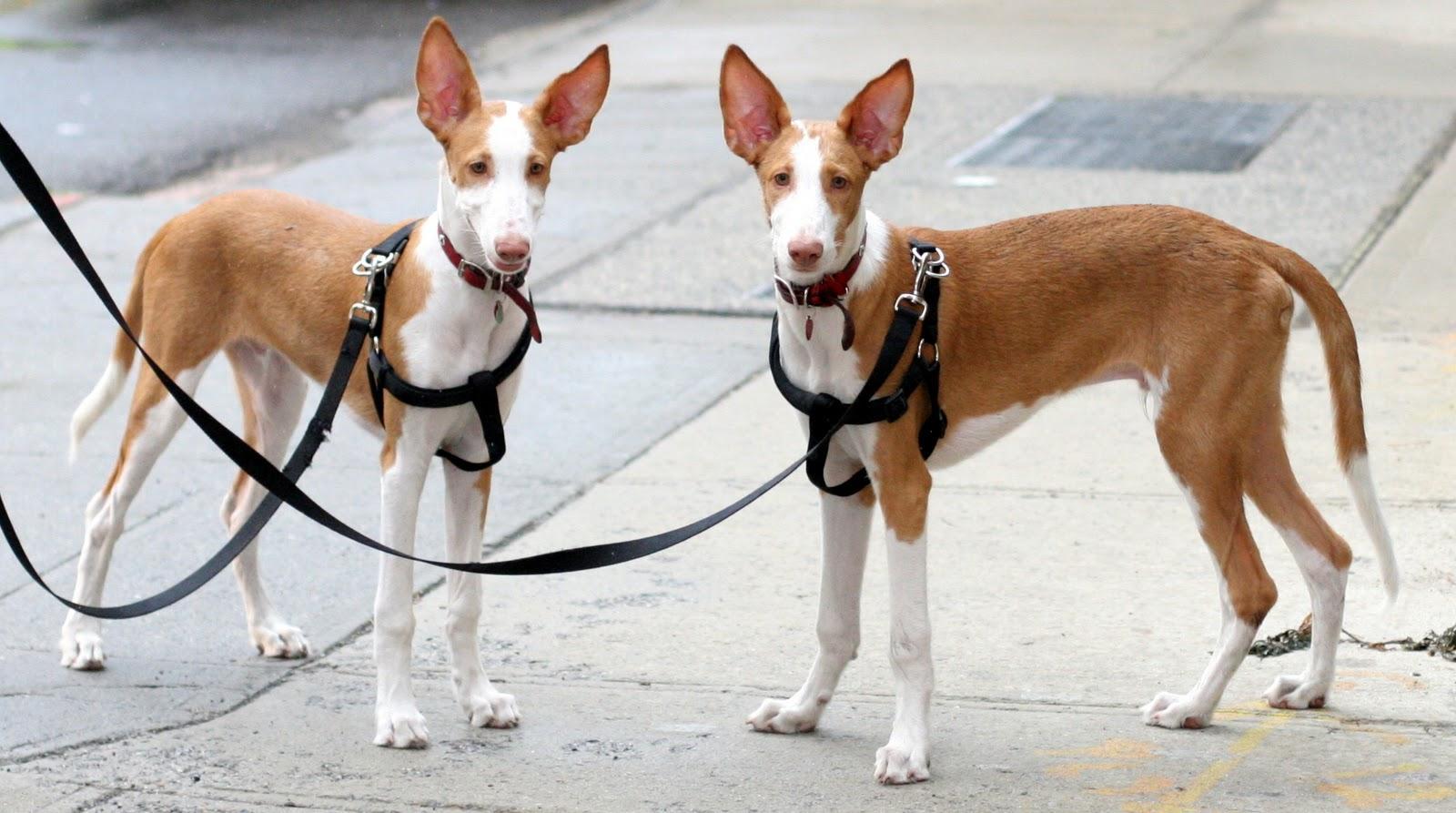 8 Types of Podencos or Warren Hounds - Names, Characteristics, and Photos