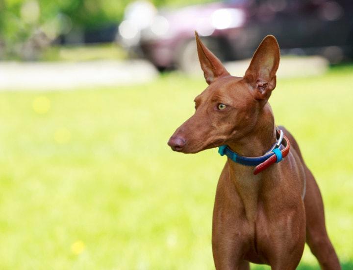 8 Types of Podencos or Warren Hounds - Names, Characteristics, and Photos
