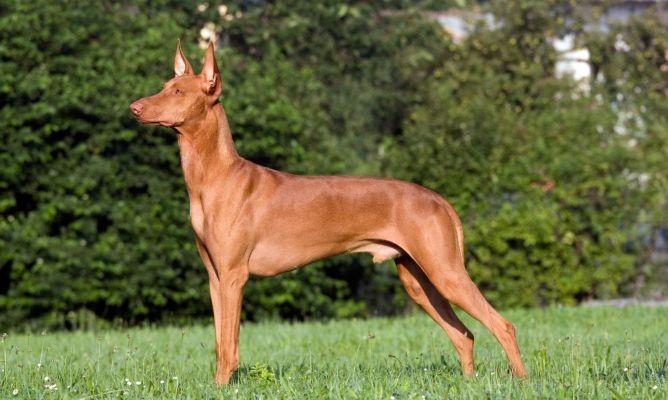 8 Types of Podencos or Warren Hounds - Names, Characteristics, and Photos