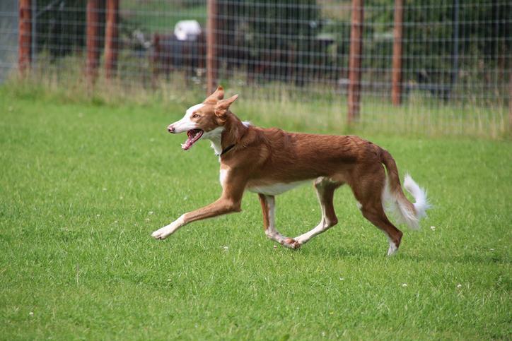 8 Types of Podencos or Warren Hounds - Names, Characteristics, and Photos