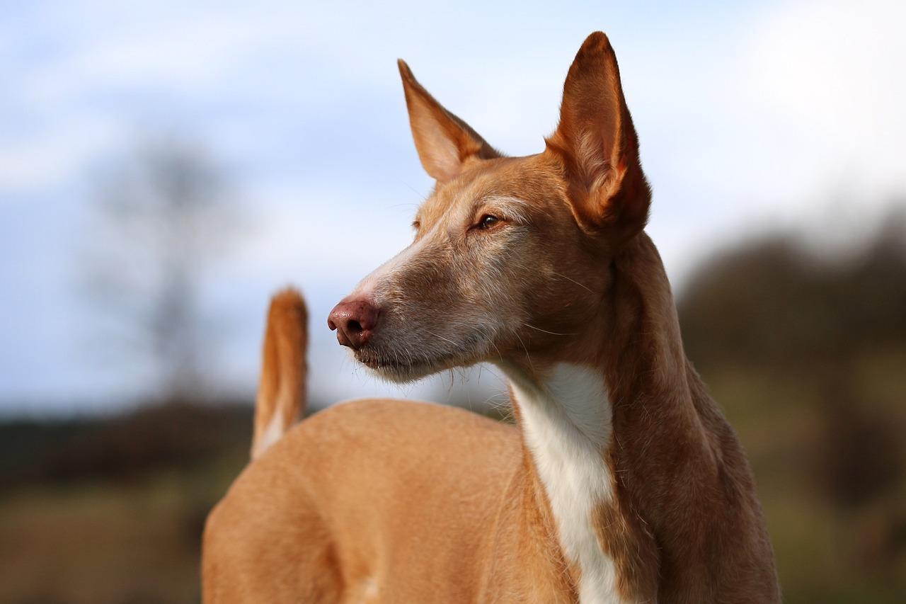 8 Types of Podencos or Warren Hounds - Names, Characteristics, and Photos