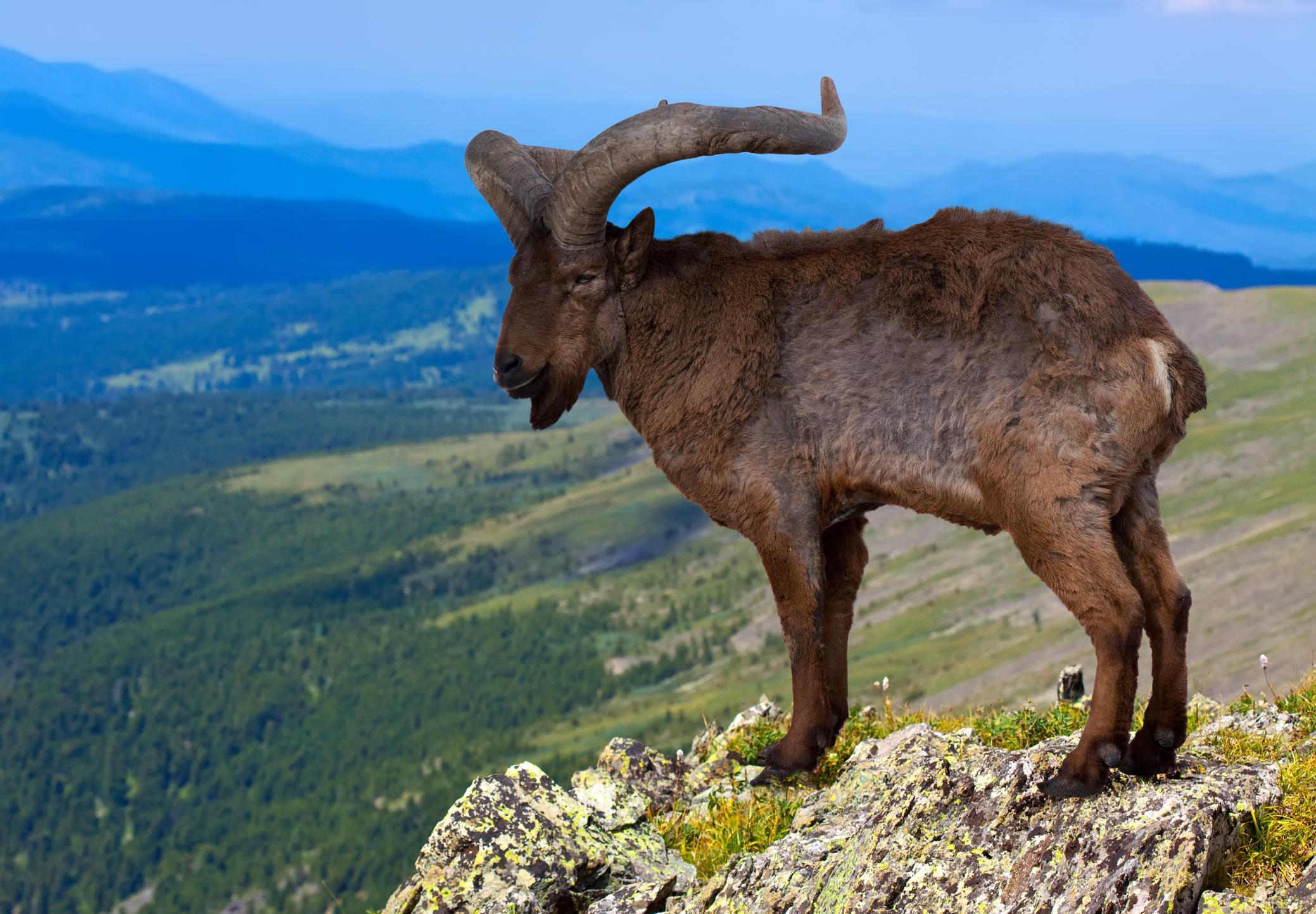 10 Different Types of Goats - Characteristics and Images