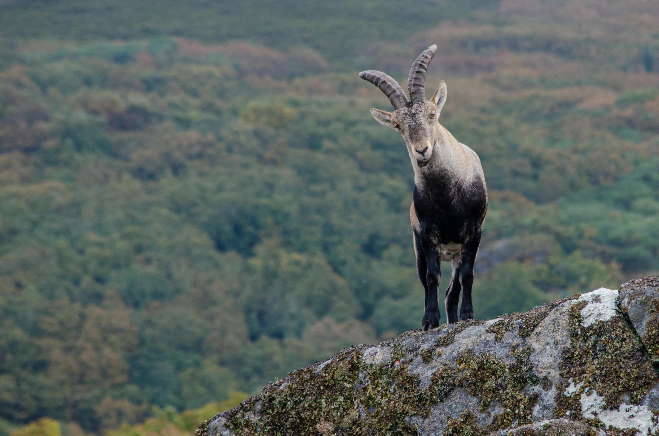 10 Different Types of Goats - Characteristics and Images