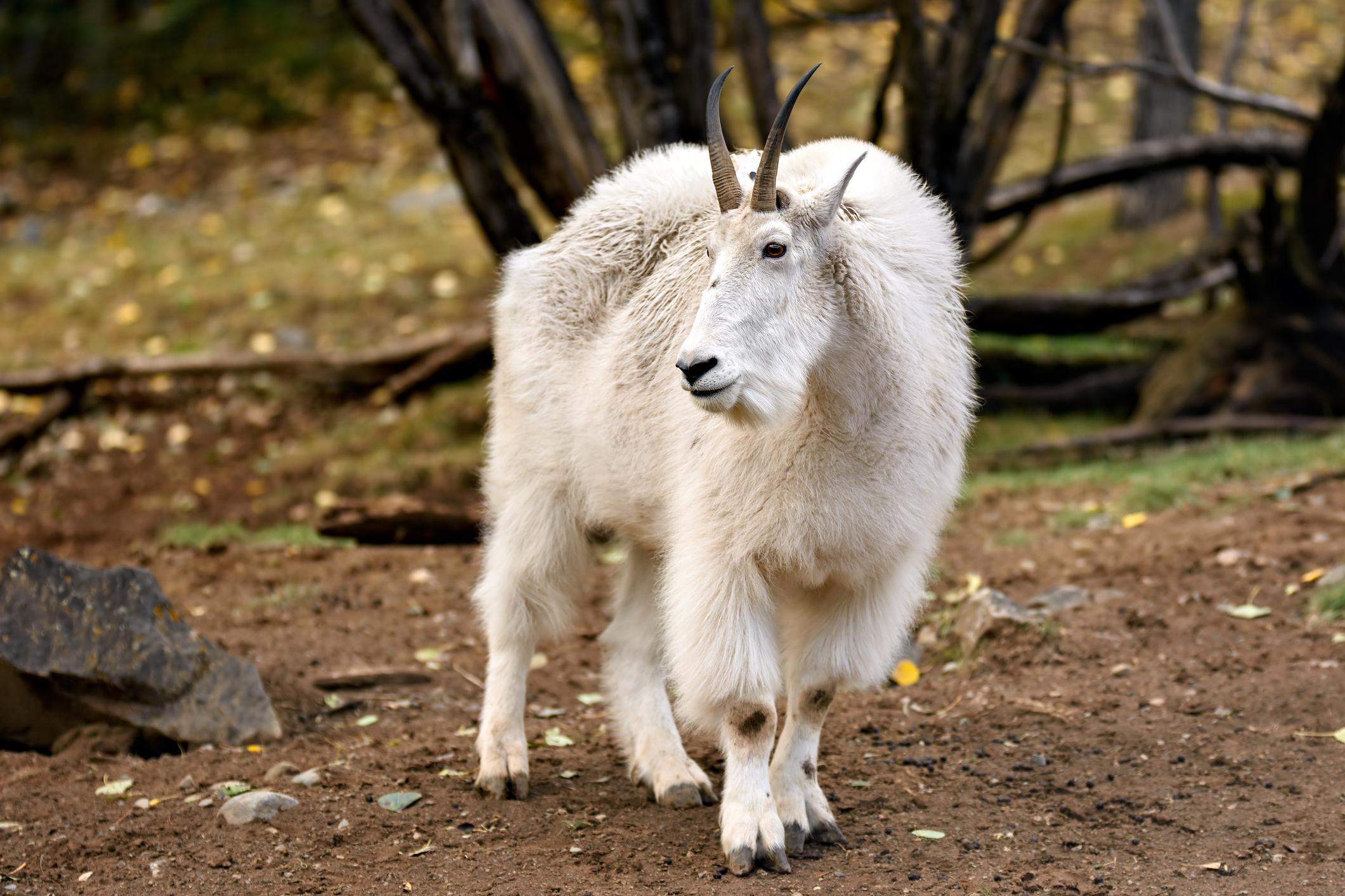 10 Different Types of Goats - Characteristics and Images