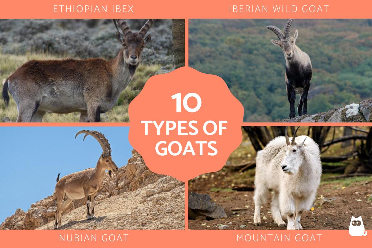 10 Different Types of Goats - Characteristics and Images