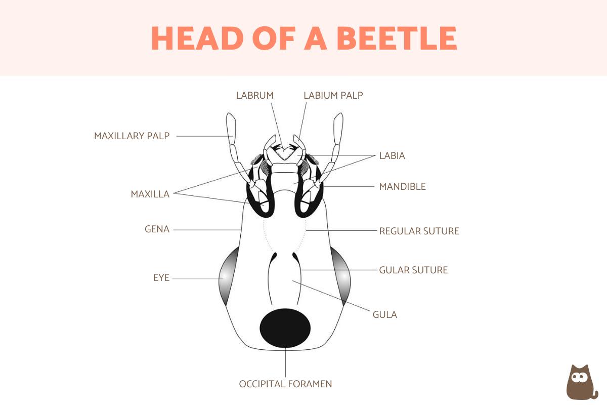 Beetle Anatomy - Body Parts of Beetles With Diagrams