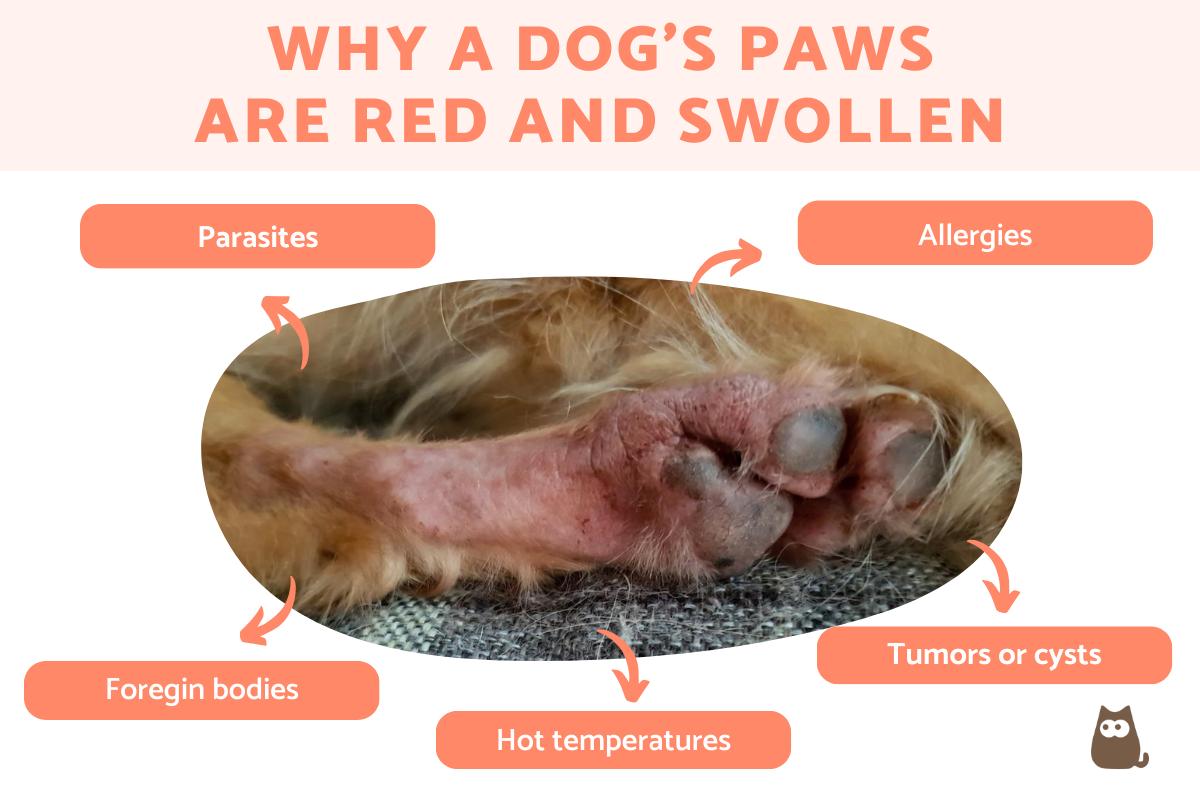 My Dog's Paws Are Red and Swollen - Causes and Treatment With Photos