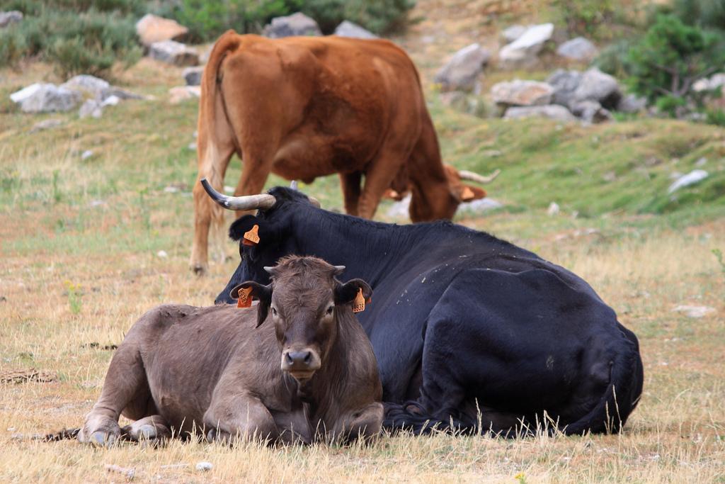What is the Difference Between an Ox and a Bull? - Male Cattle Terminology