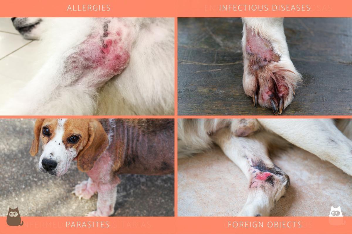 My Dog's Paws Are Red and Swollen - Causes and Treatment With Photos