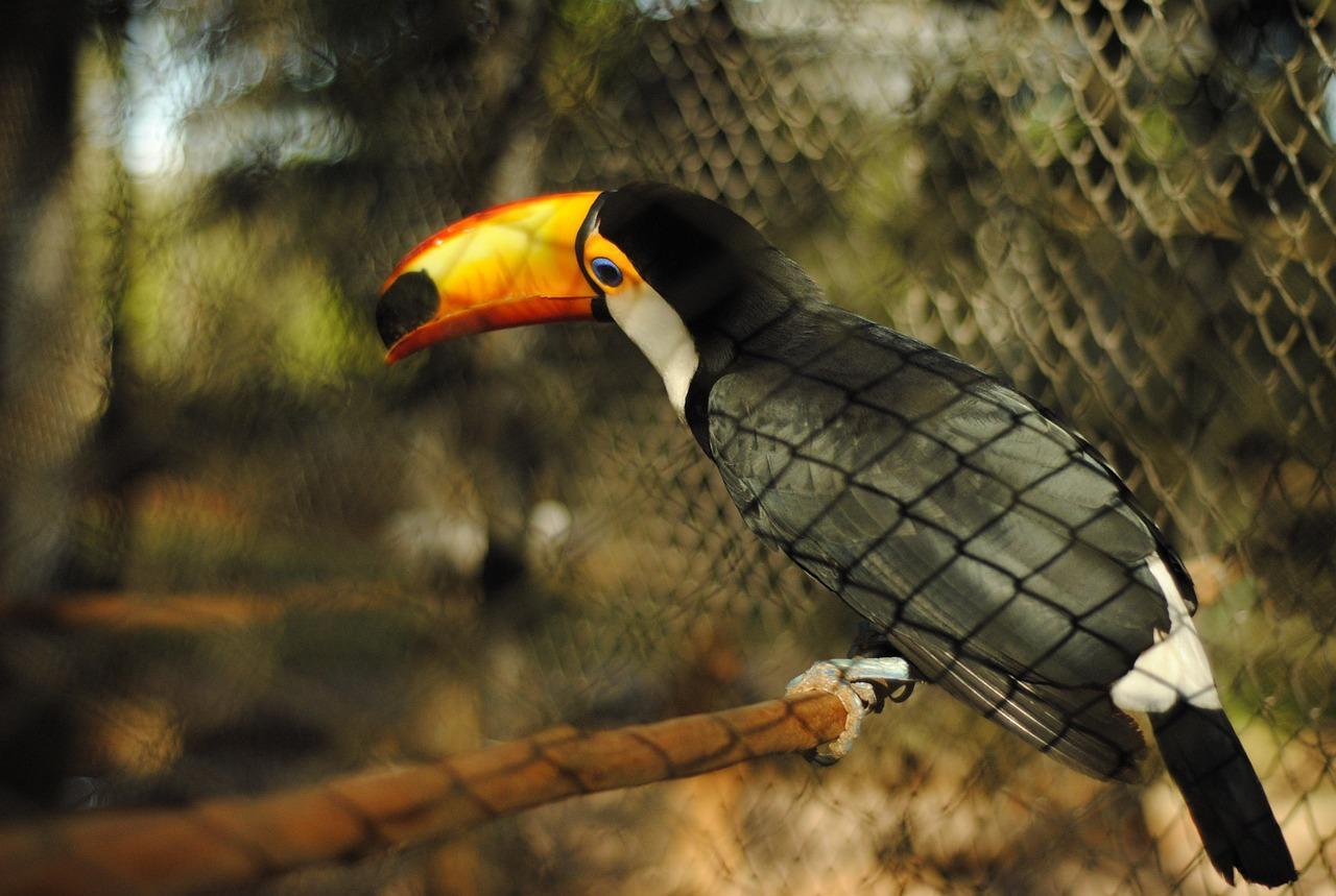 Toucans as Pets: Guidelines and General Tips - Complete Guide!