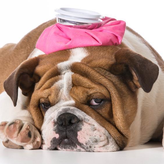 Canine Parvovirus - Symptoms and Treatment