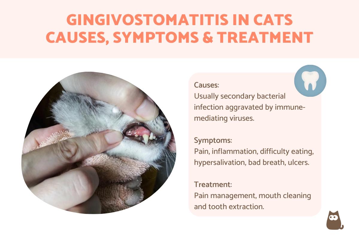 Gingivostomatitis in Cats - Causes and Treatment of Feline Gum Inflammation