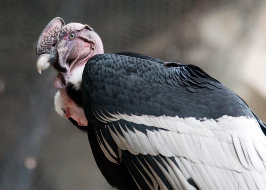 10 Unique Steppe Animals - Fun Facts + Pictures