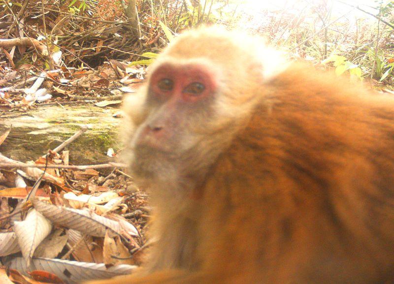 10 Types of Monkeys in India - Indian Monkeys With Pictures