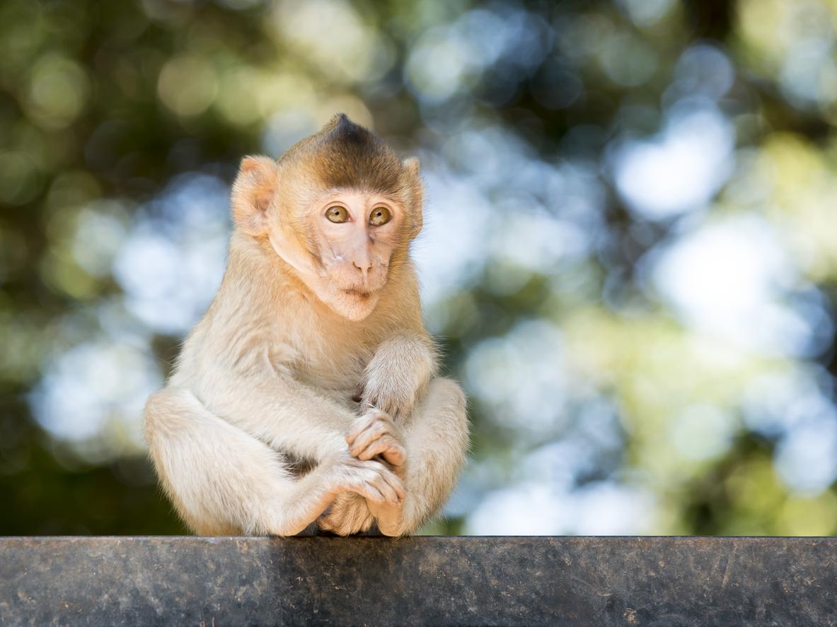 10 Types of Monkeys in India - Indian Monkeys With Pictures