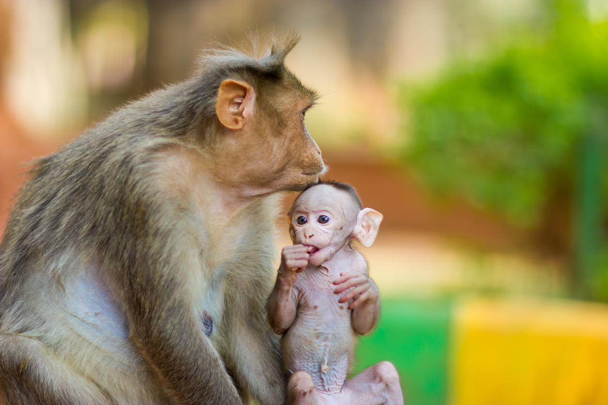 10 Types of Monkeys in India - Indian Monkeys With Pictures