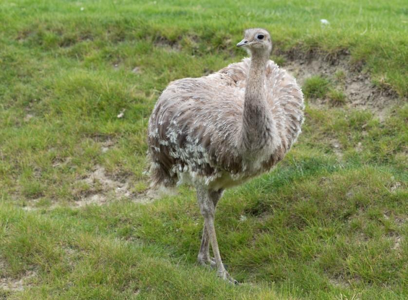 10 Unique Steppe Animals - Fun Facts + Pictures