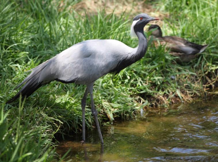 10 Unique Steppe Animals - Fun Facts + Pictures