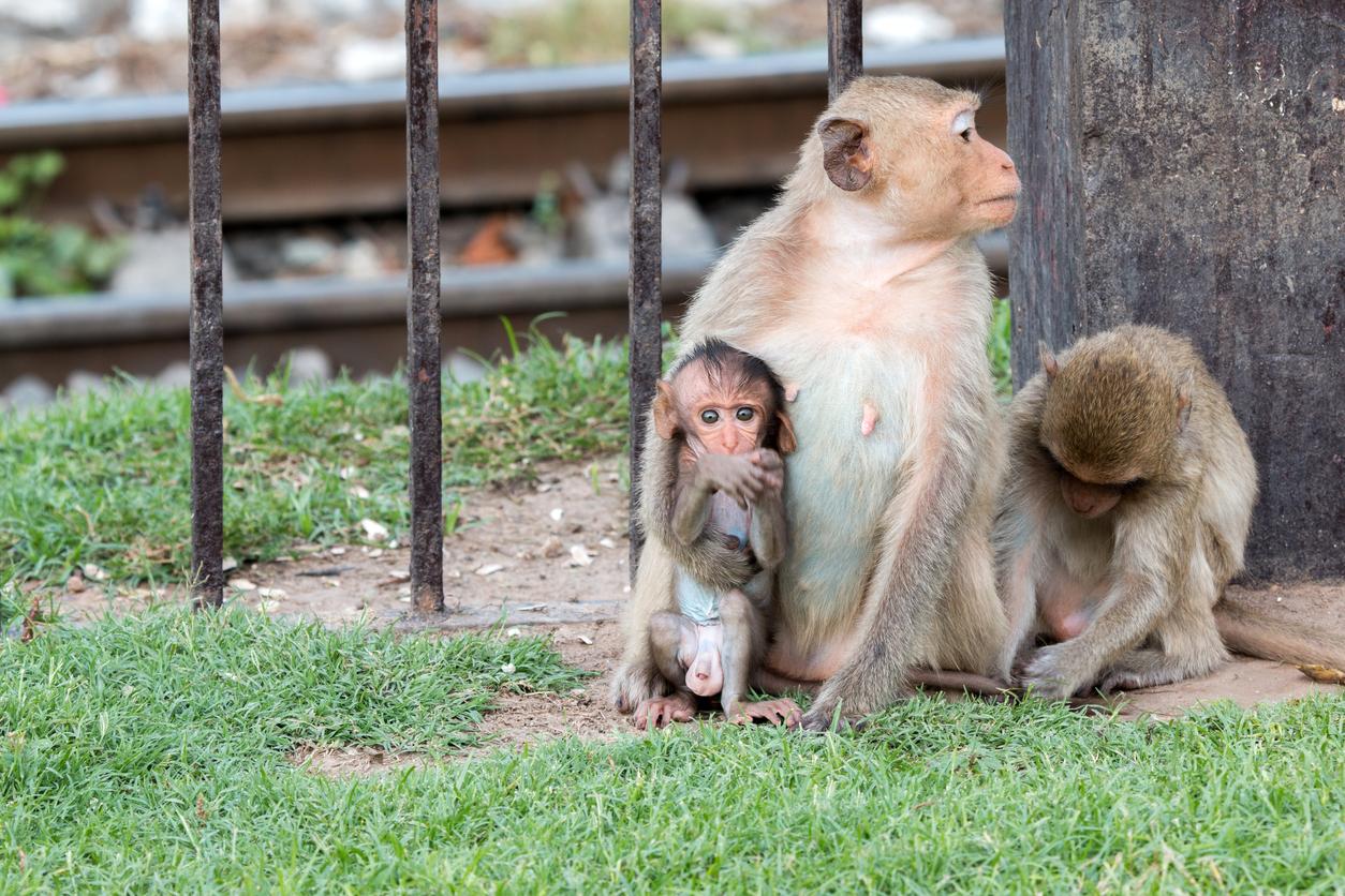 10 Types of Monkeys in India - Indian Monkeys With Pictures