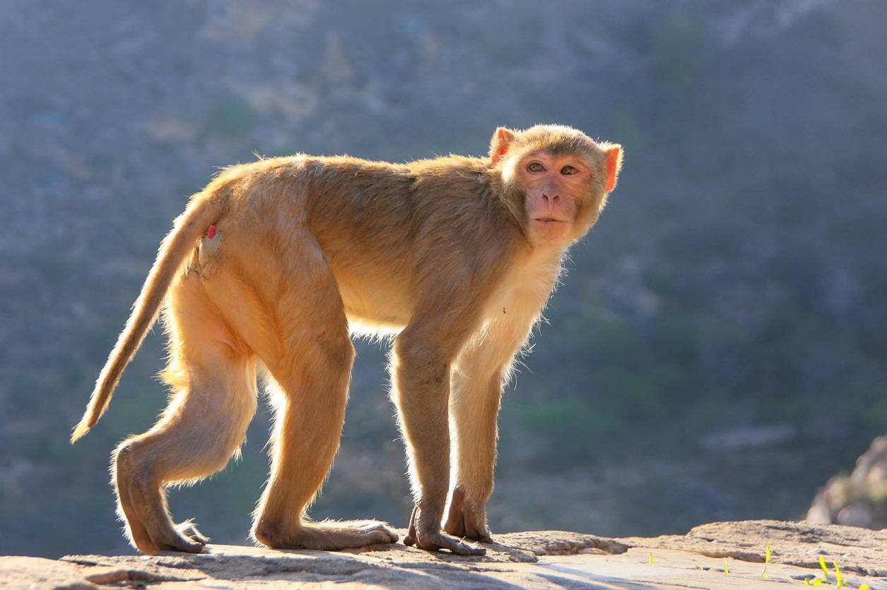 10 Types of Monkeys in India - Indian Monkeys With Pictures