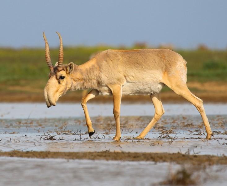 10 Unique Steppe Animals - Fun Facts + Pictures
