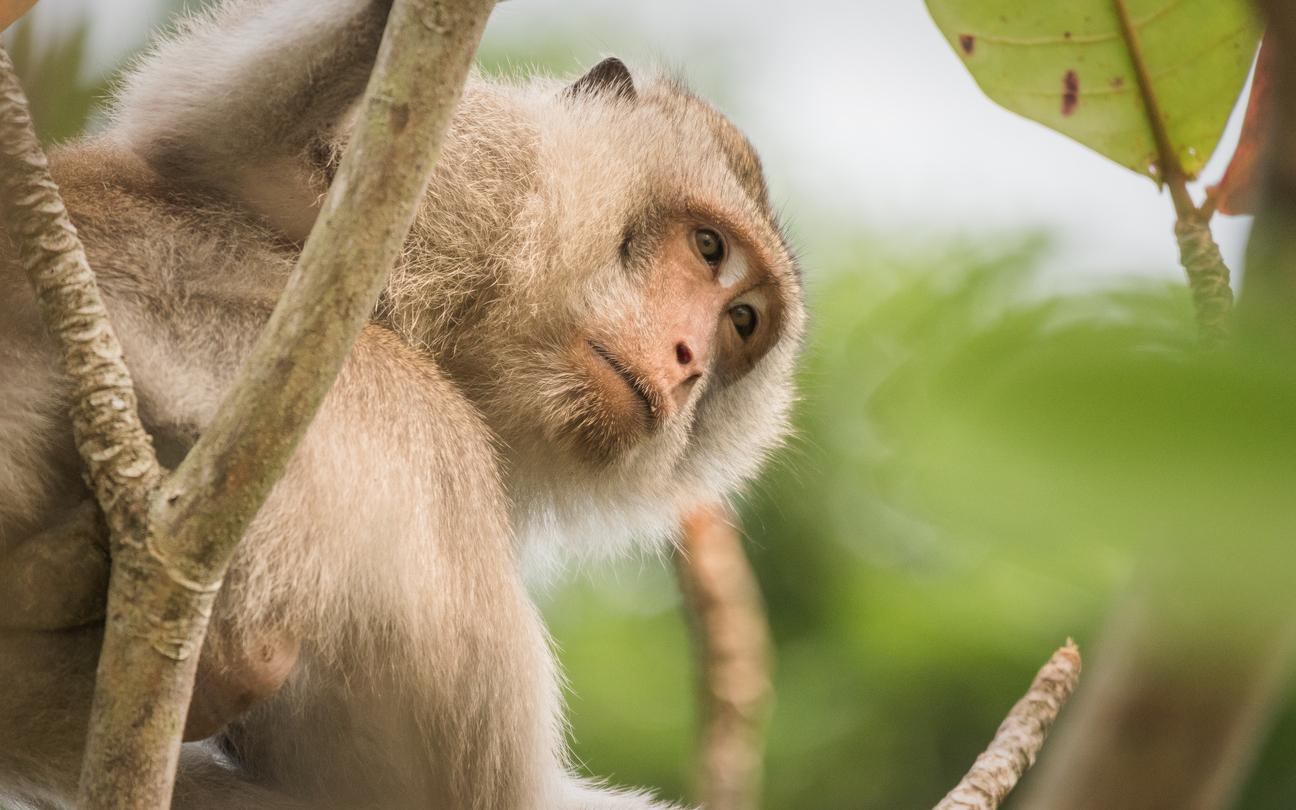 10 Types of Monkeys in India - Indian Monkeys With Pictures