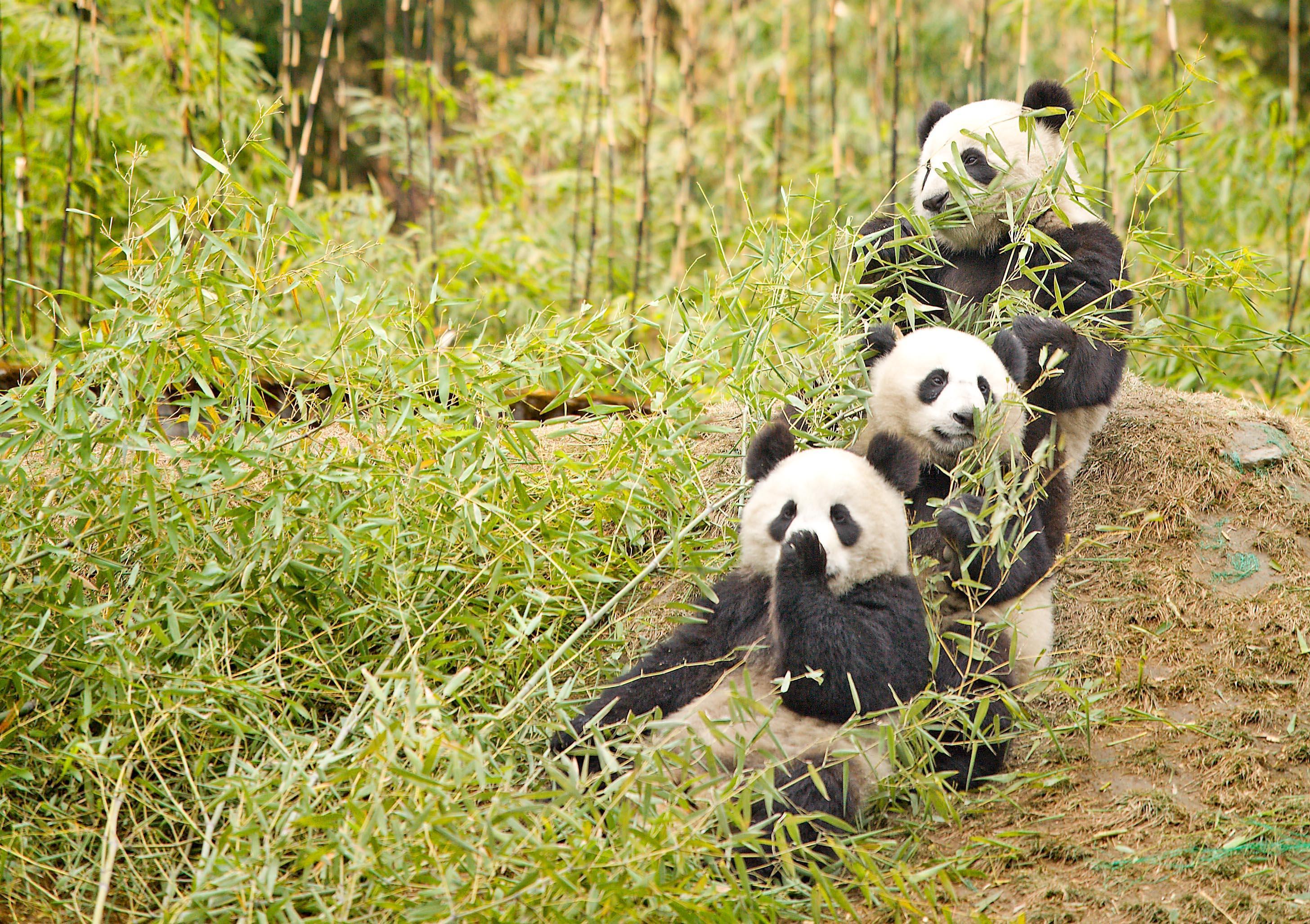 Where Do Panda Bears Live?