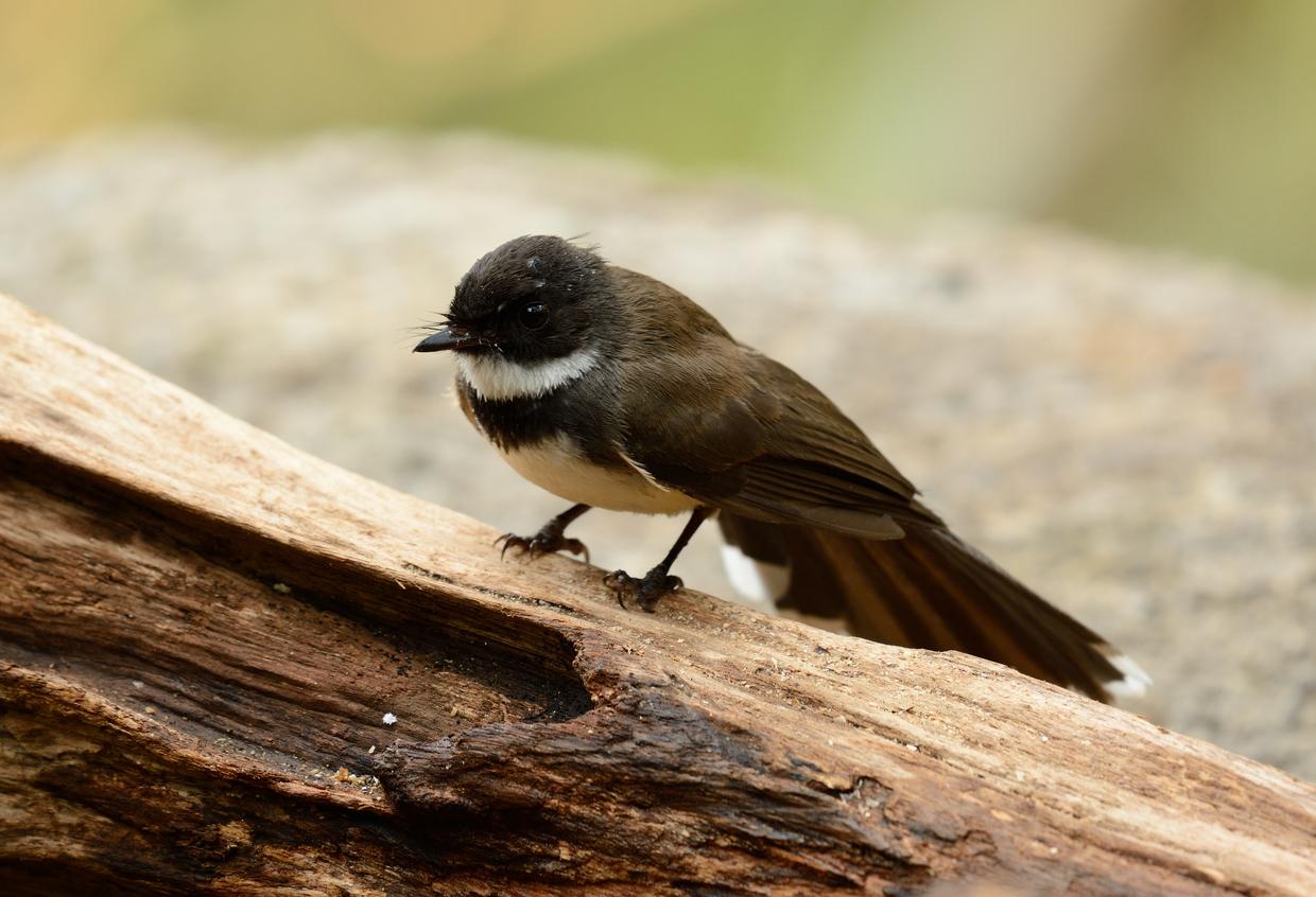 What Are Indicator Species? - Examples of Bioindicators