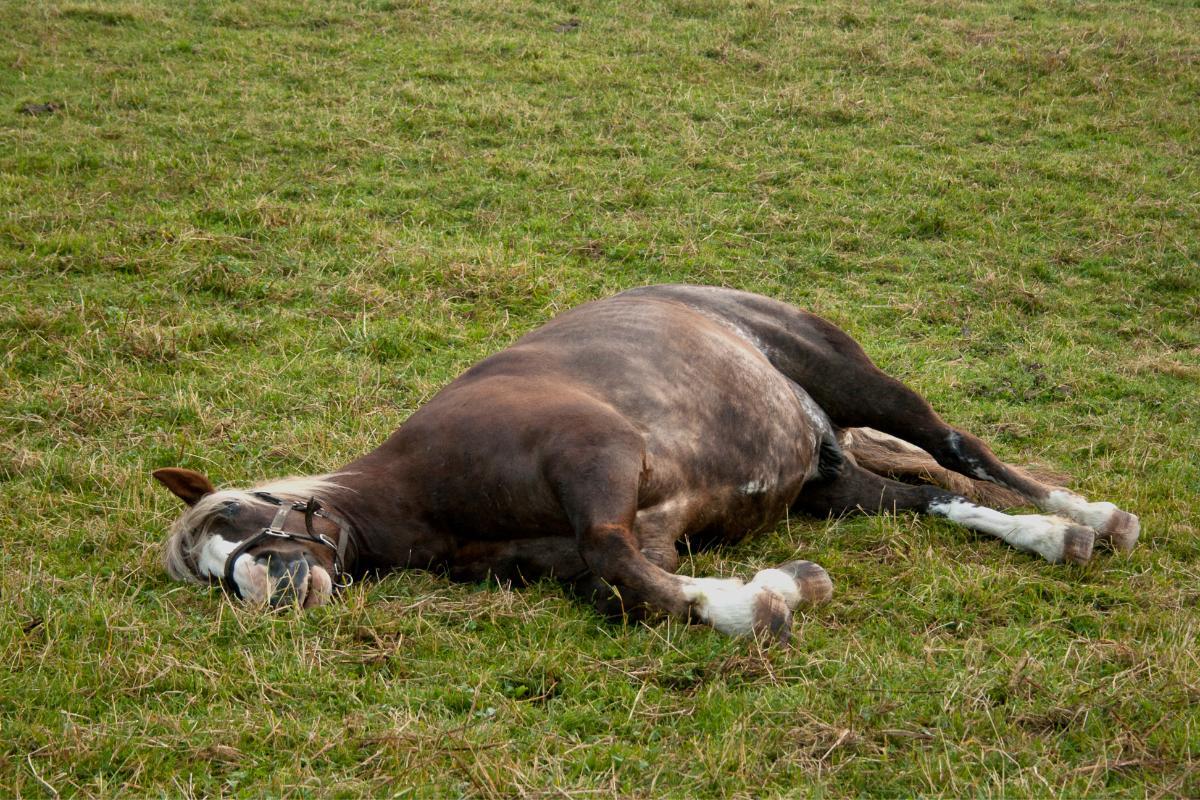 Do Horses Sleep Standing Up or Lying Down? - Horse Sleeping Positions