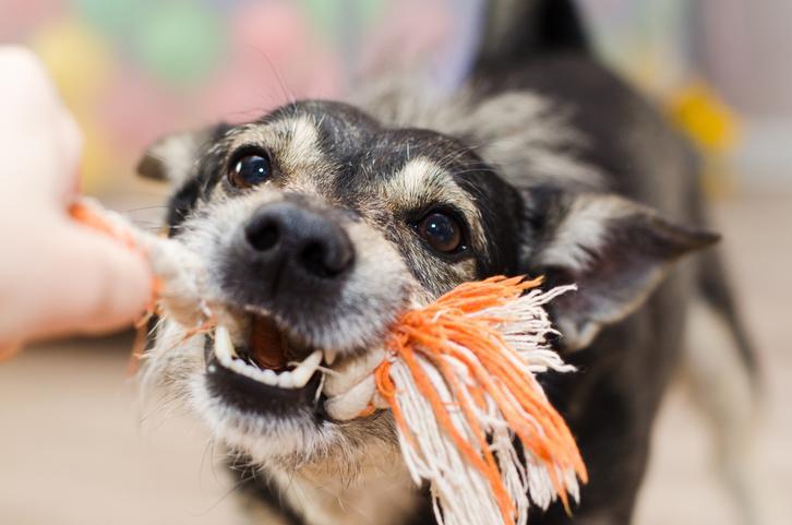 My Dog Keeps Biting My Feet When I Walk - Reasons and What to Do